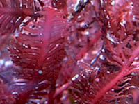 Algae identification | REEF2REEF Saltwater and Reef Aquarium Forum